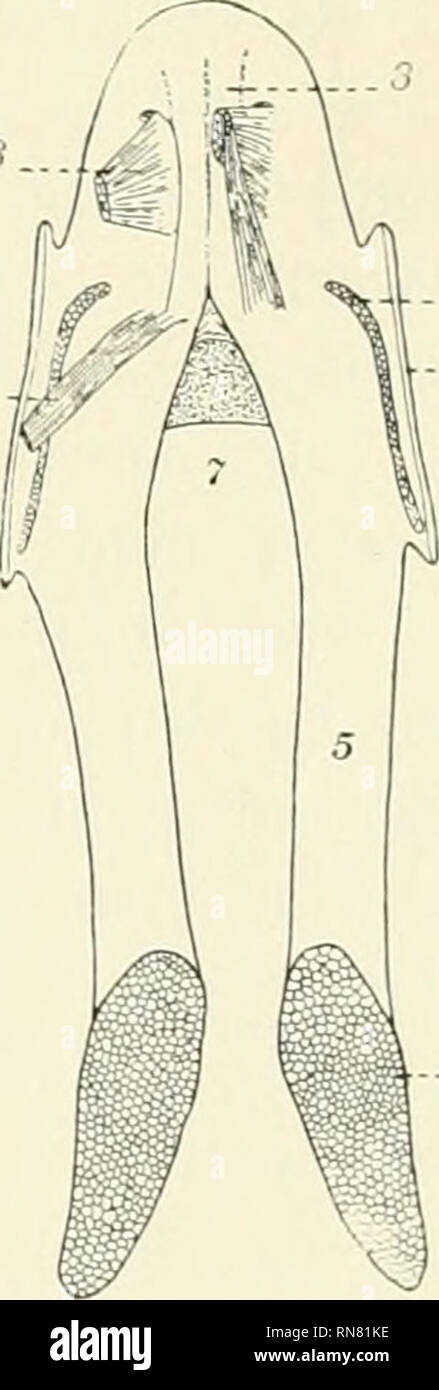 Hectocotylus arm of a squid hi-res stock photography and images - Alamy