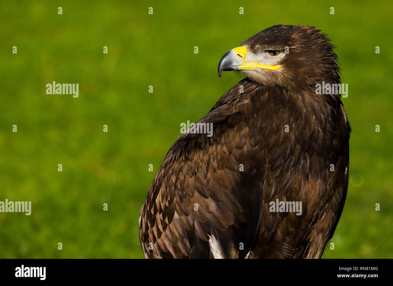 Close up head and shoulders of a captive bred Steppe Eagle (Aquila ...