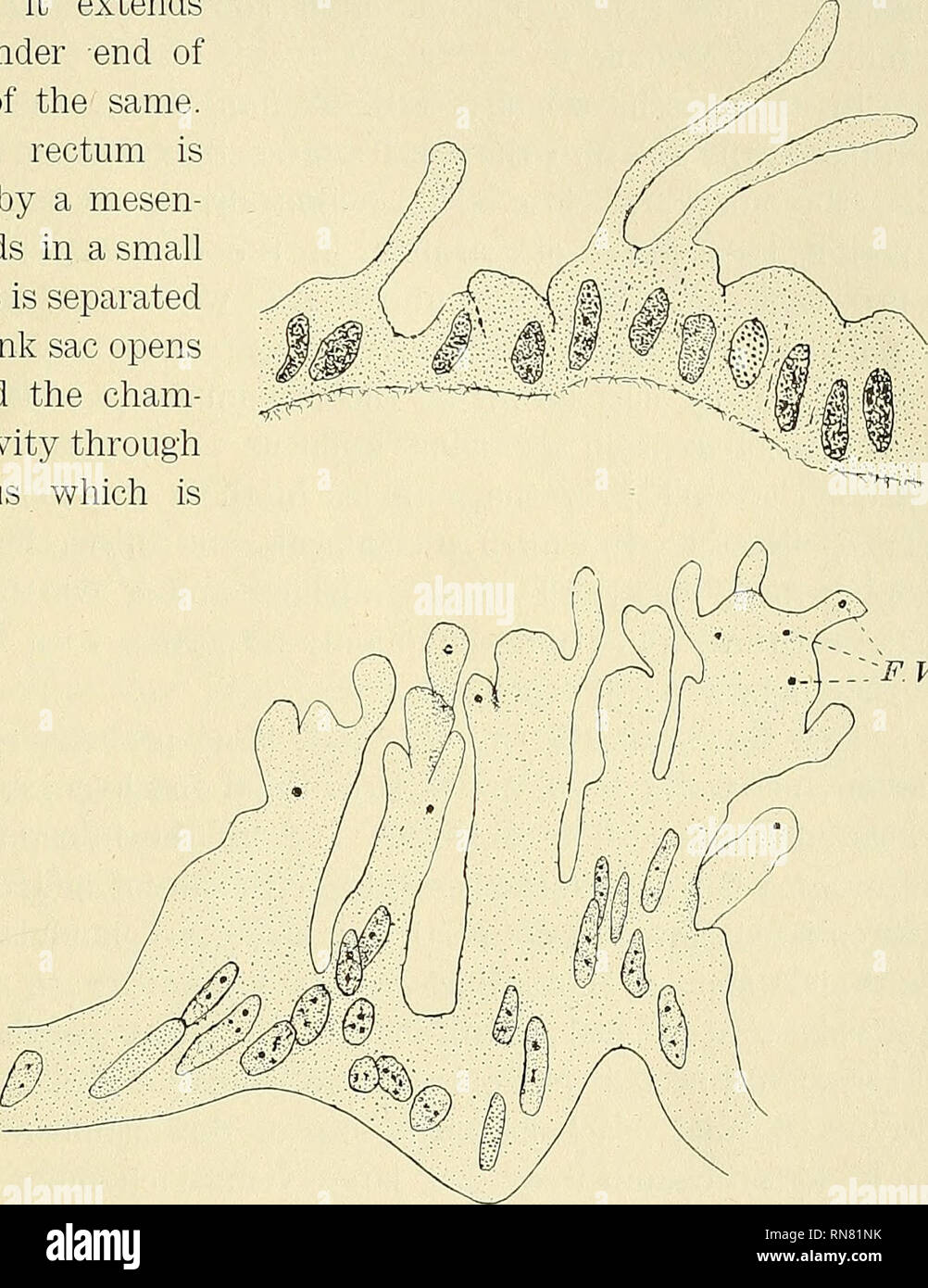 Ink sac hi-res stock photography and images - Alamy