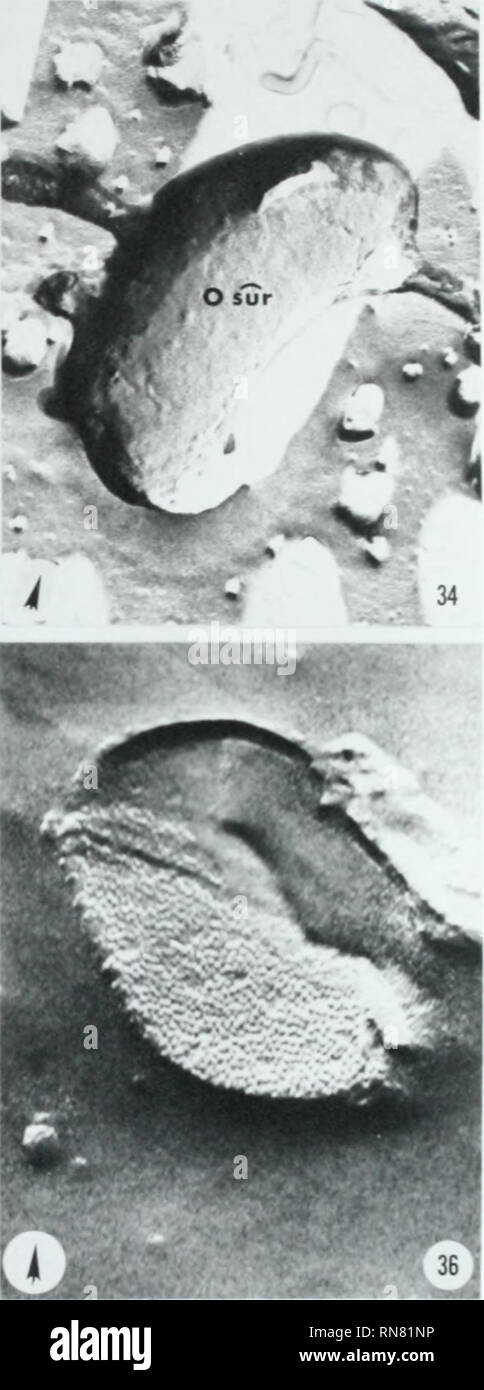 . Anatomy of the cell envelope of a marine vibrio examined by freeze ...