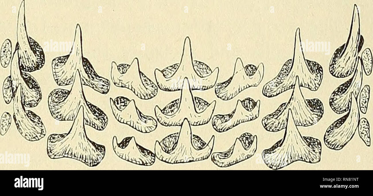 Squid Teeth Stock Photos & Squid Teeth Stock Images - Alamy