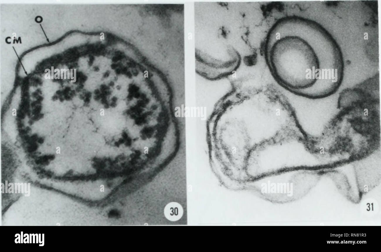 . Anatomy of the cell envelope of a marine vibrio examined by freeze ...