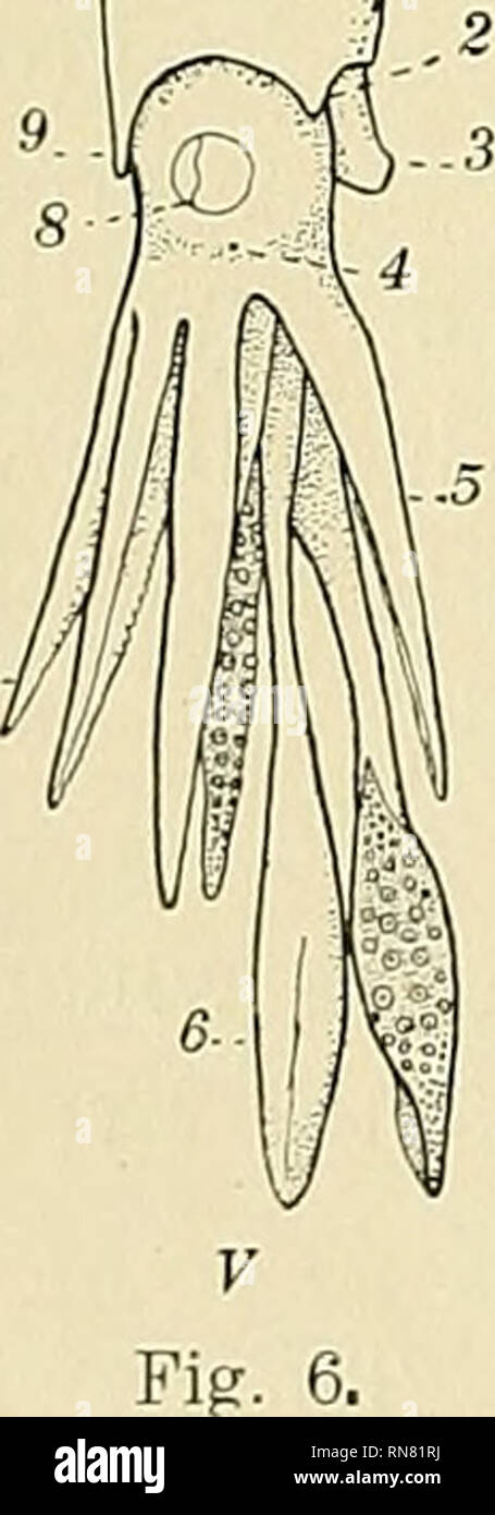 . The anatomy of the common squid, Loligo pealii, Lesueur. Squids ...