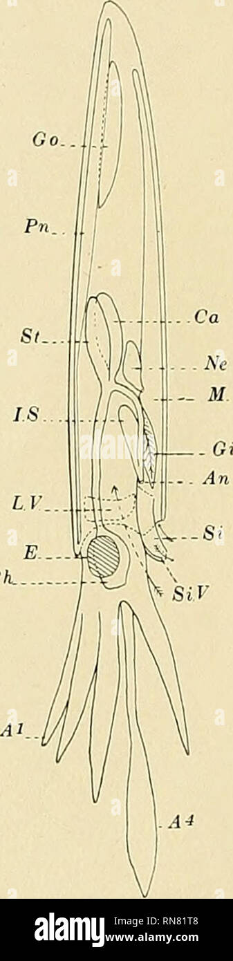 . The anatomy of the common squid, Loligo pealii, Lesueur. Squids ...