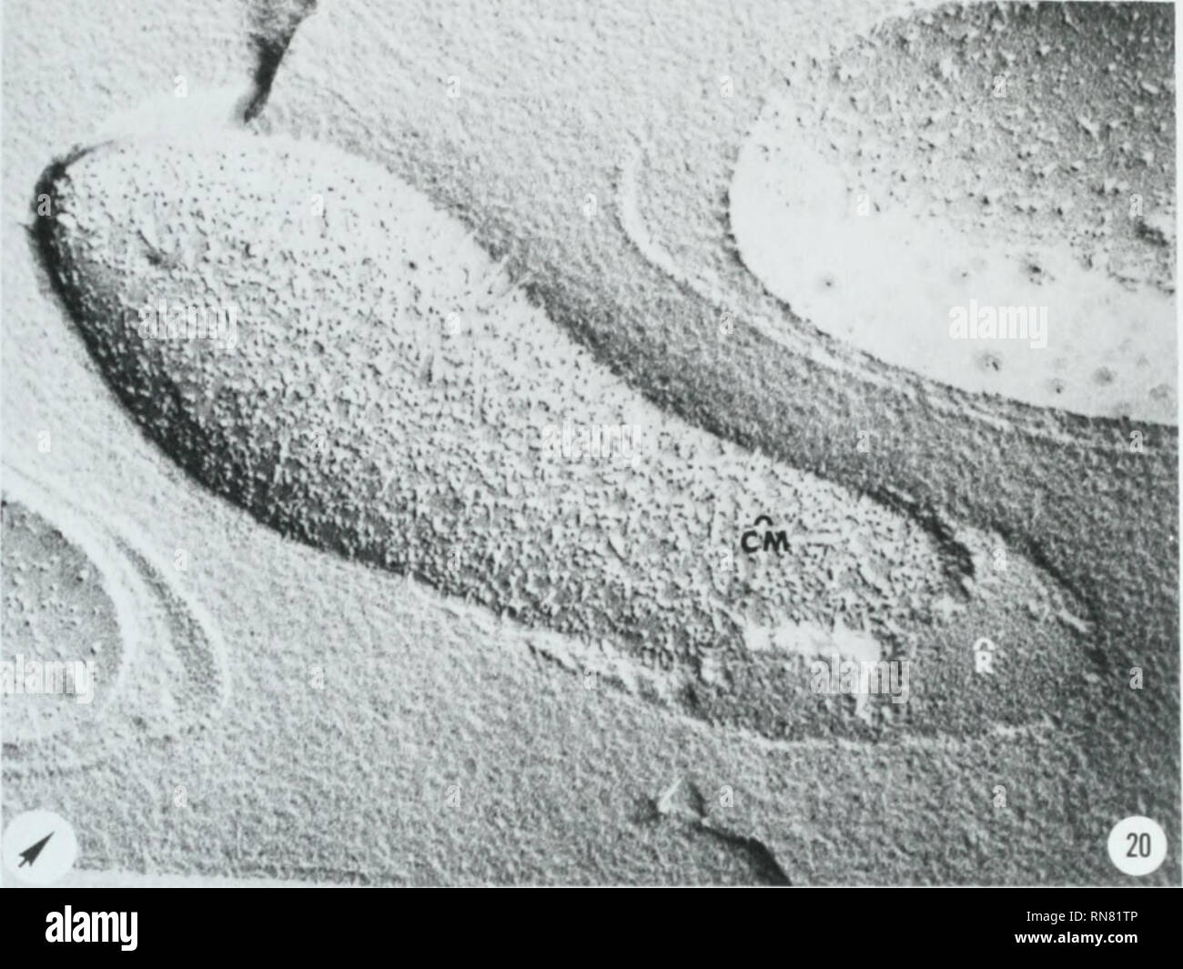 . Anatomy of the cell envelope of a marine vibrio examined by freeze ...