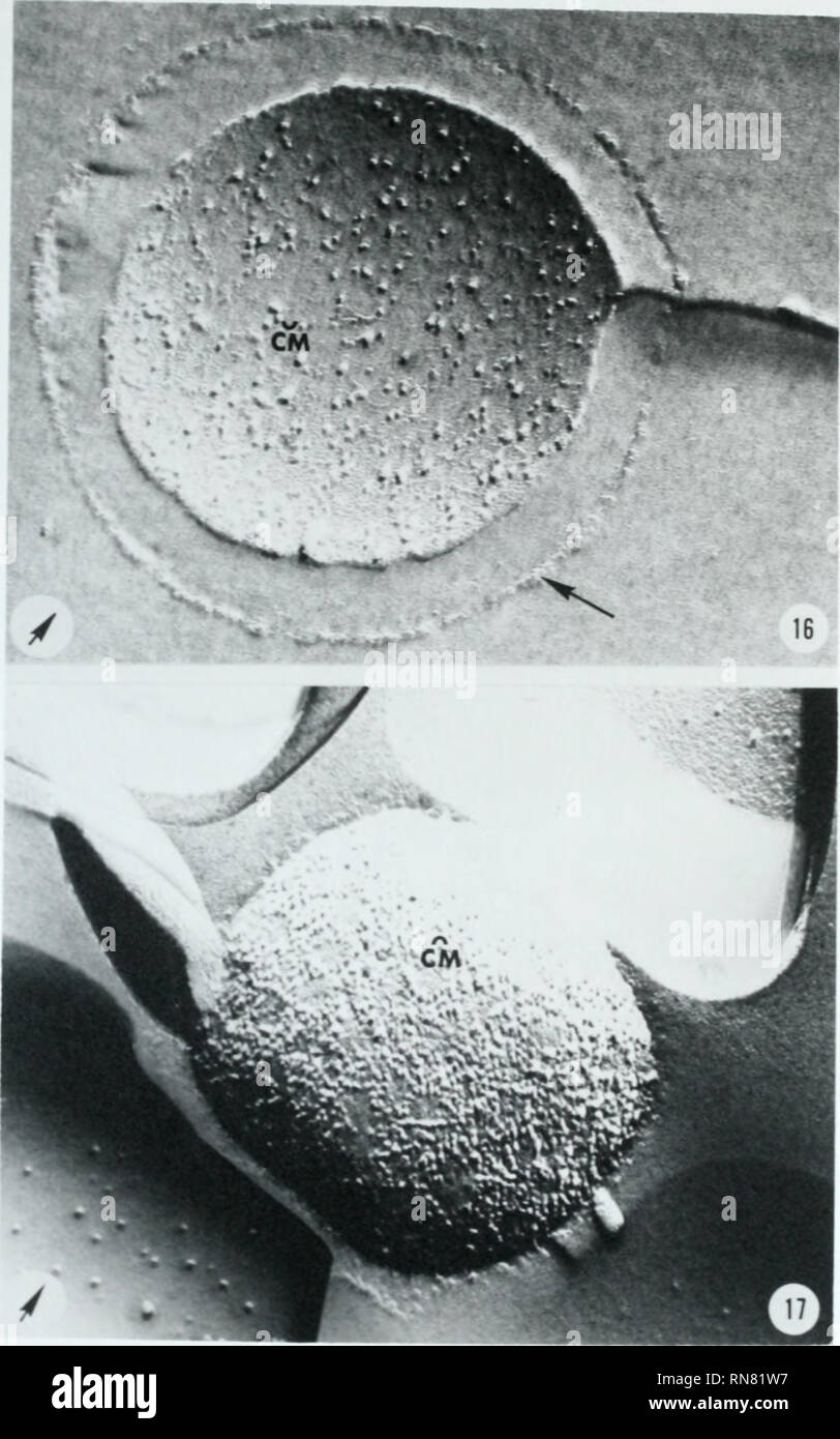 . Anatomy of the cell envelope of a marine vibrio examined by freeze ...