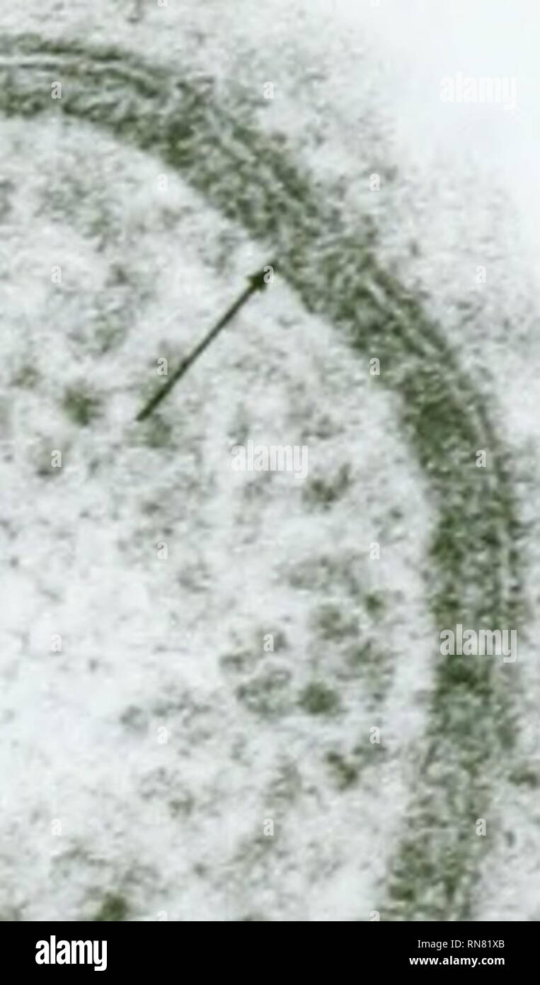 . Anatomy of the cell envelope of a marine vibrio examined by freeze ...