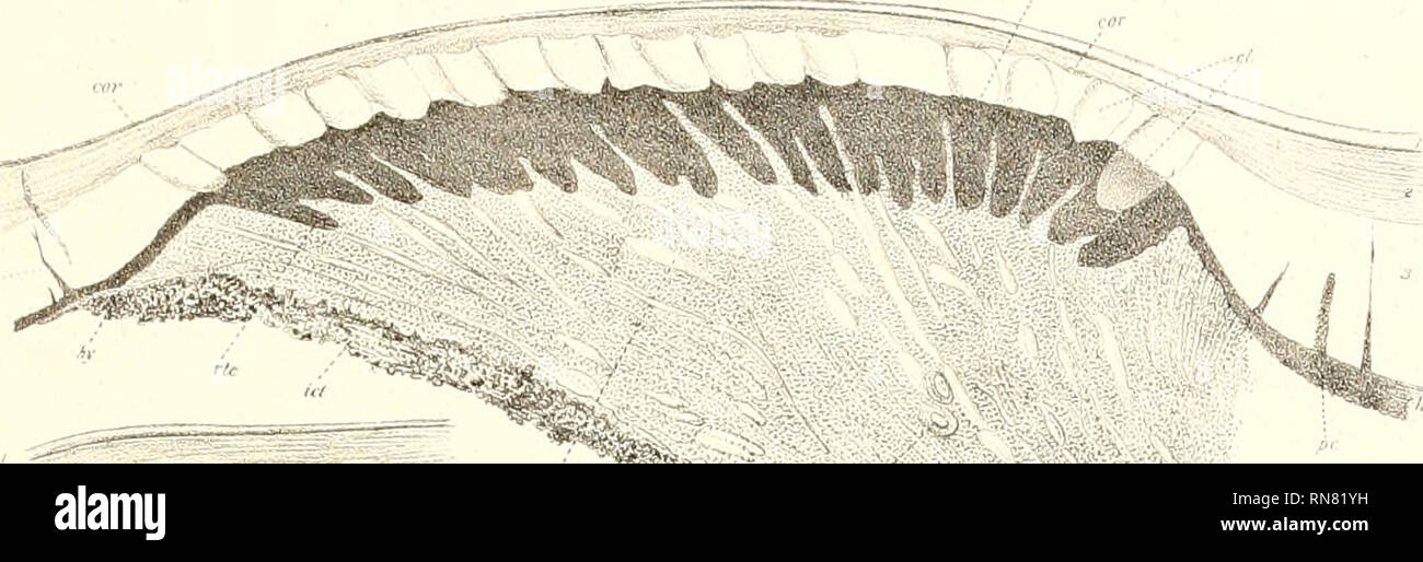 Limulus anatomy hi-res stock photography and images - Alamy