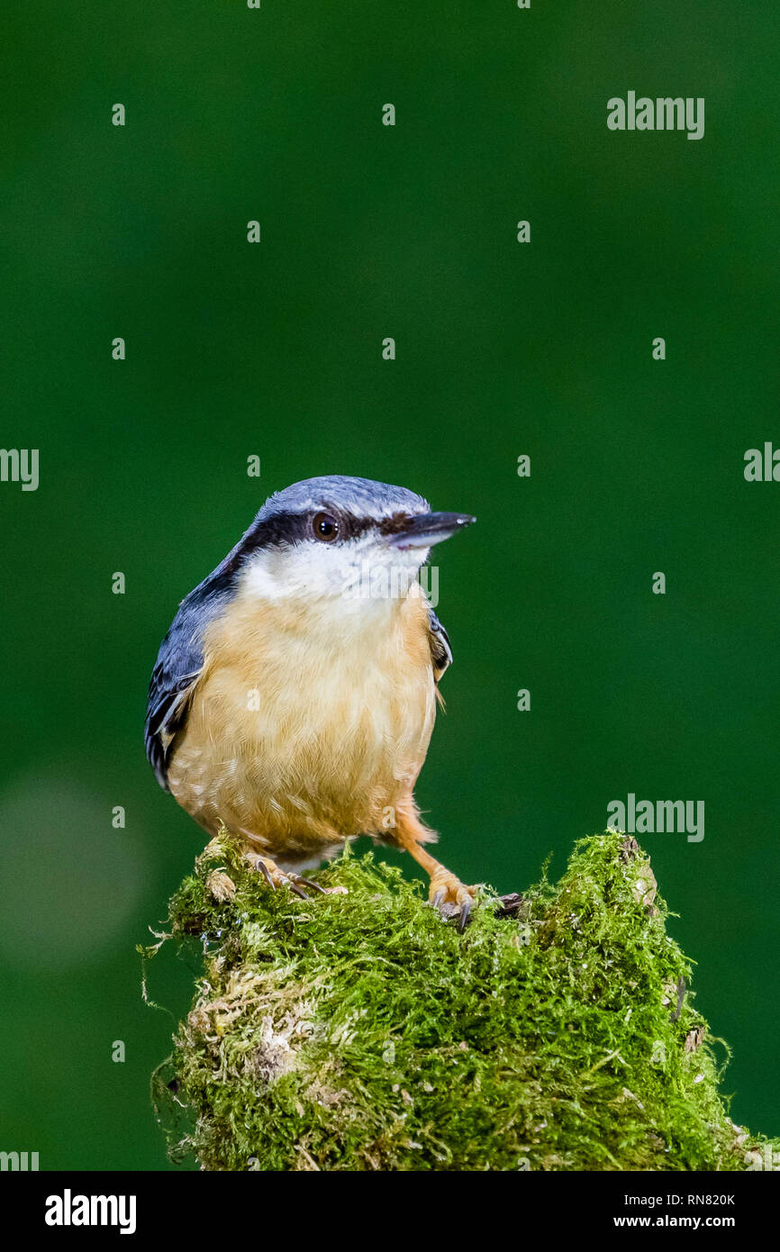 European nuthatch in uk in winter Stock Photo - Alamy