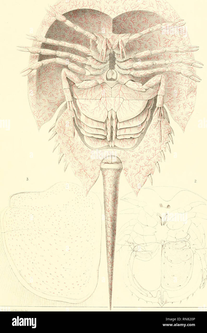 Limulus anatomy hi-res stock photography and images - Alamy