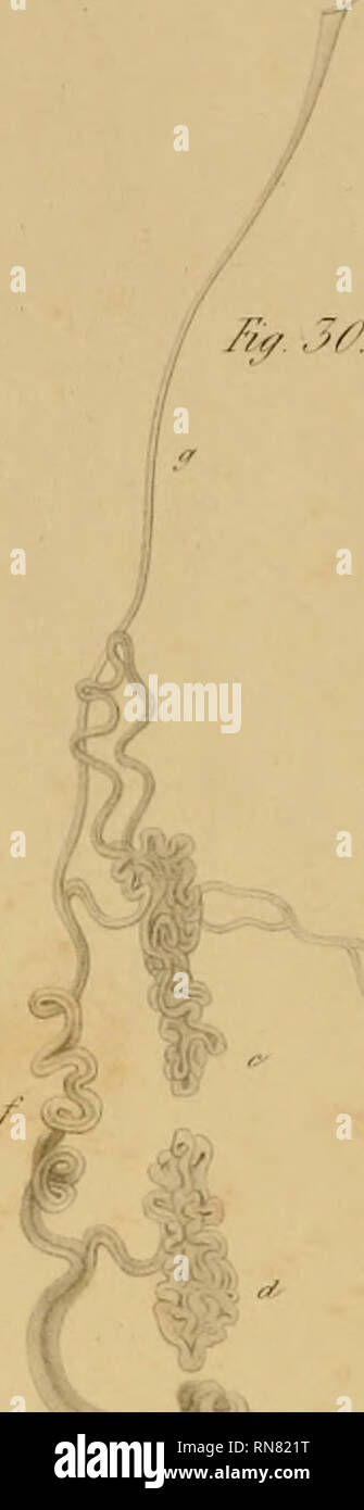 Franz leydig hi-res stock photography and images - Alamy