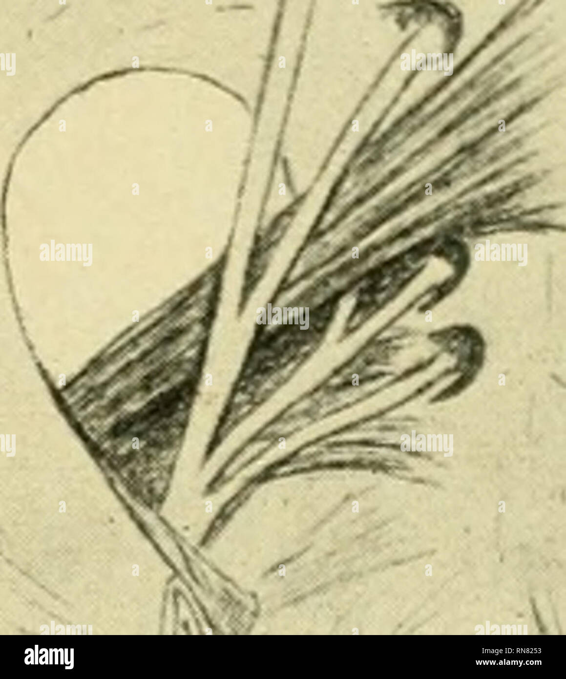 . Anatomischer Anzeiger. Anatomy, Comparative; Anatomy, Comparative ...