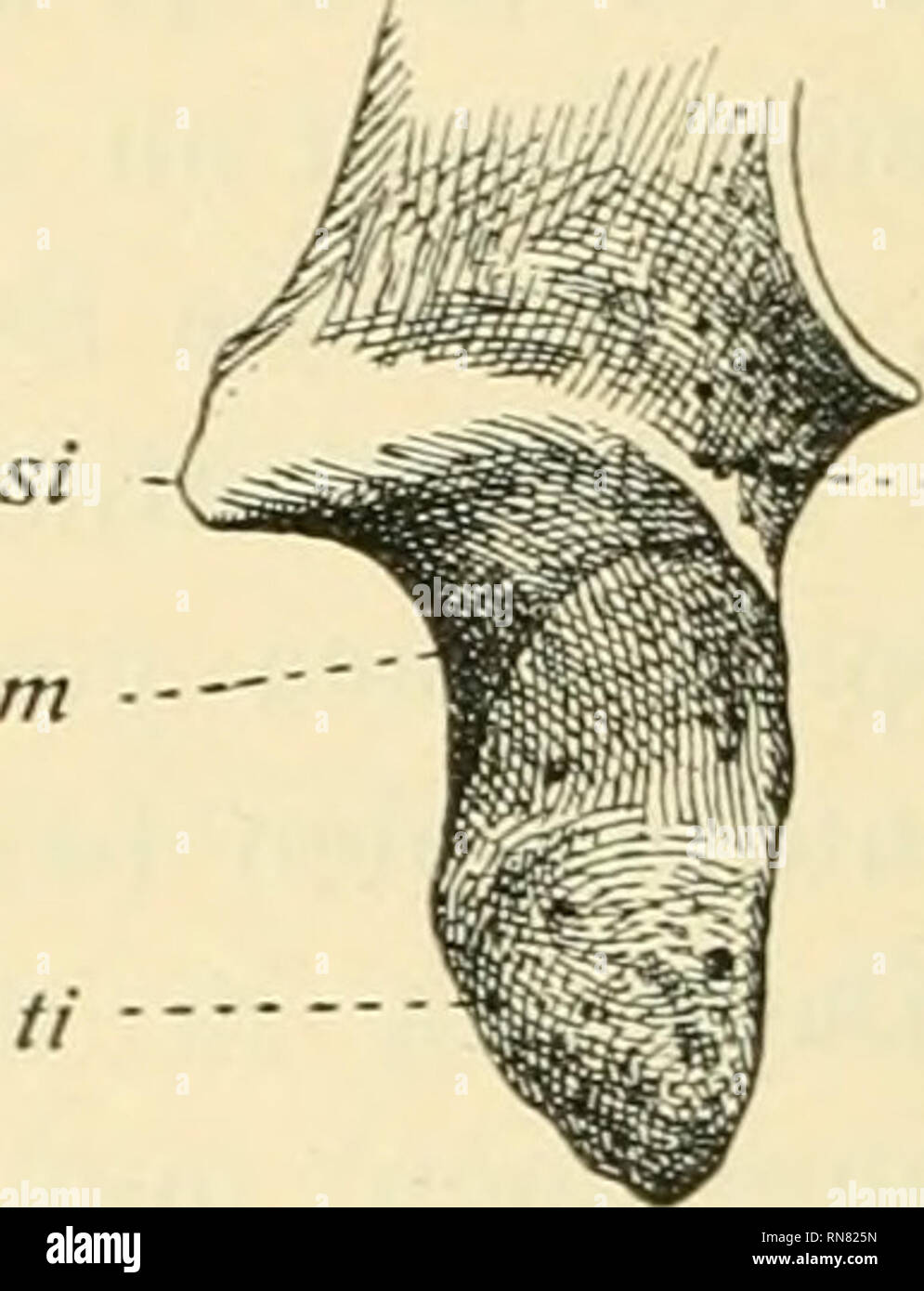 Pars tuberalis hi-res stock photography and images - Alamy