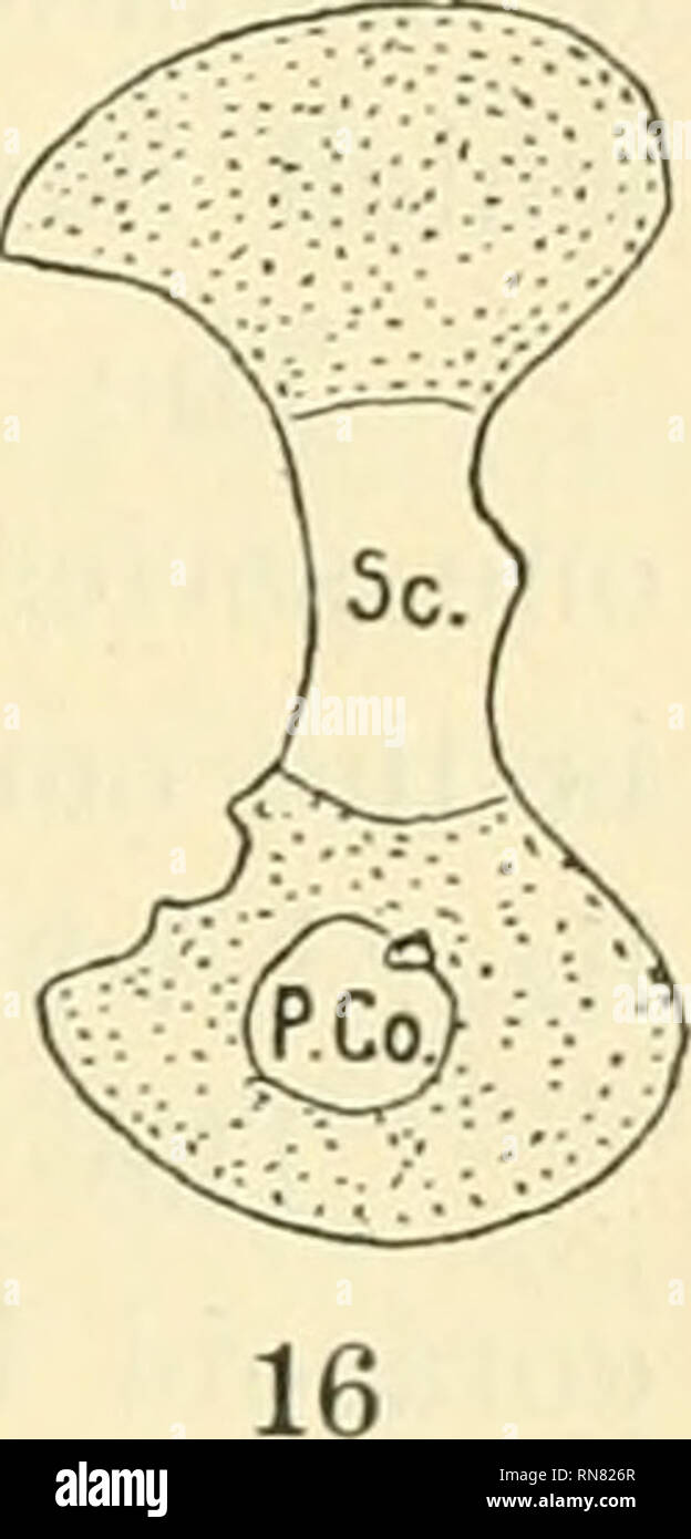 . Anatomischer Anzeiger. Anatomy, Comparative; Anatomy, Comparative. 13 ...