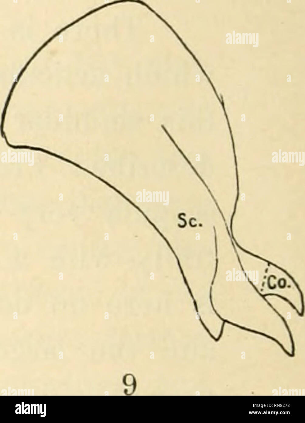 . Anatomischer Anzeiger. Anatomy, Comparative; Anatomy, Comparative ...