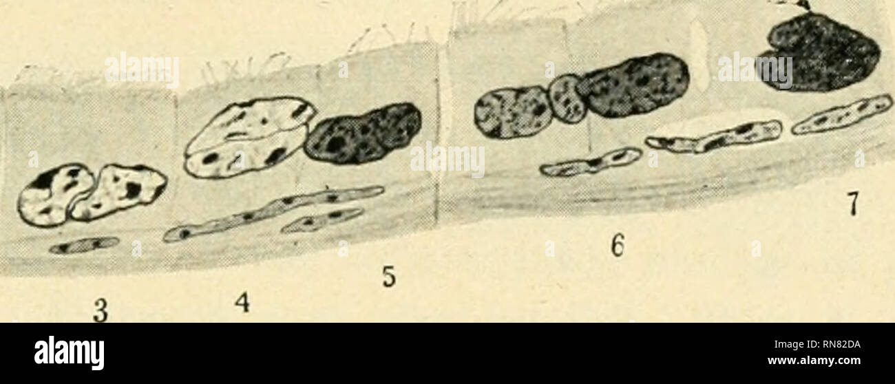 . Anatomischer Anzeiger. Anatomy, Comparative; Anatomy, Comparative ...