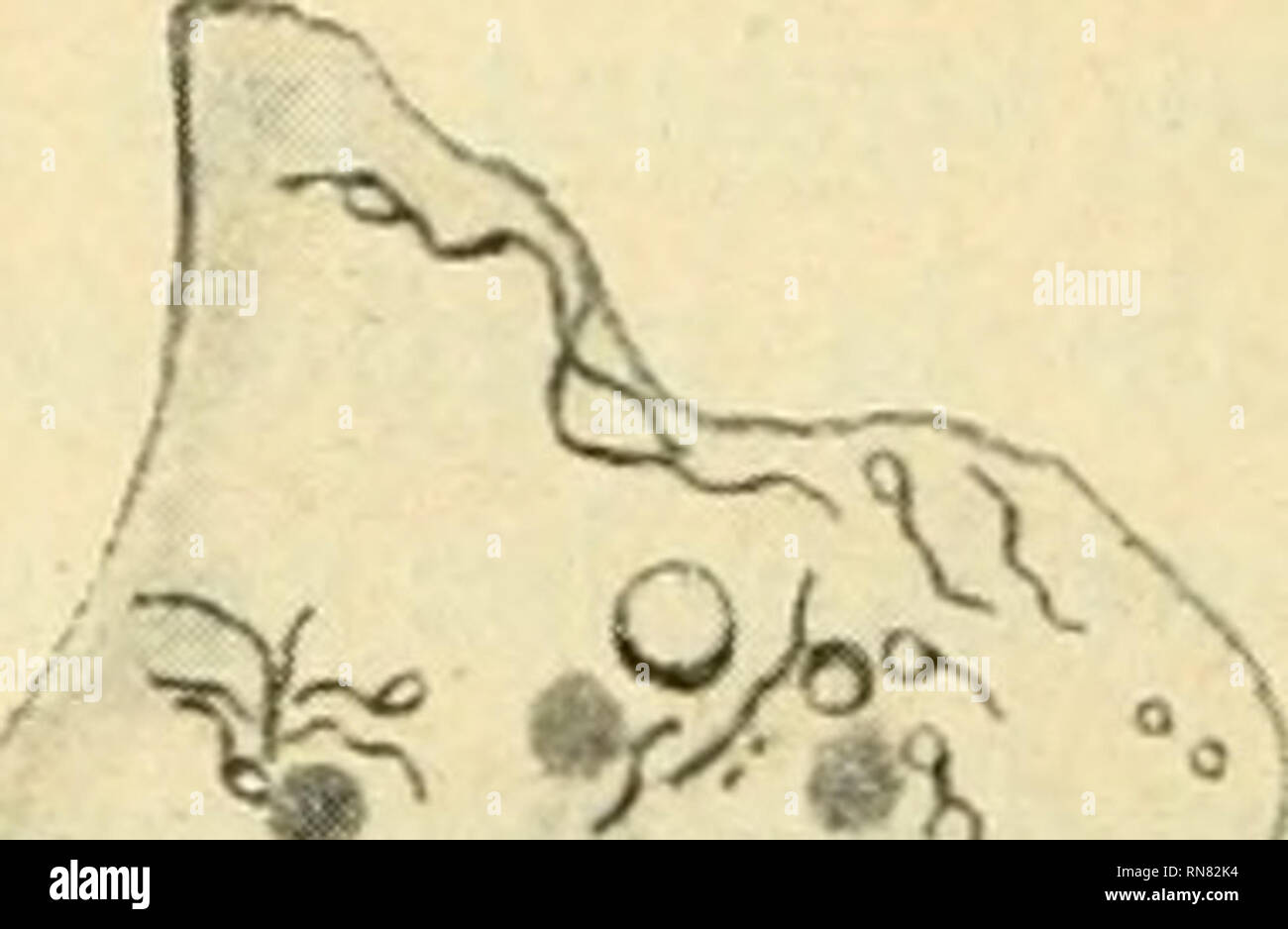 Corpuscule High Resolution Stock Photography and Images - Alamy