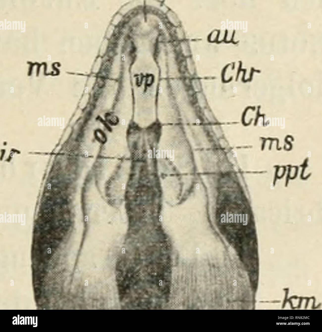 . Anatomischer Anzeiger. Anatomy, Comparative; Anatomy, Comparative ...
