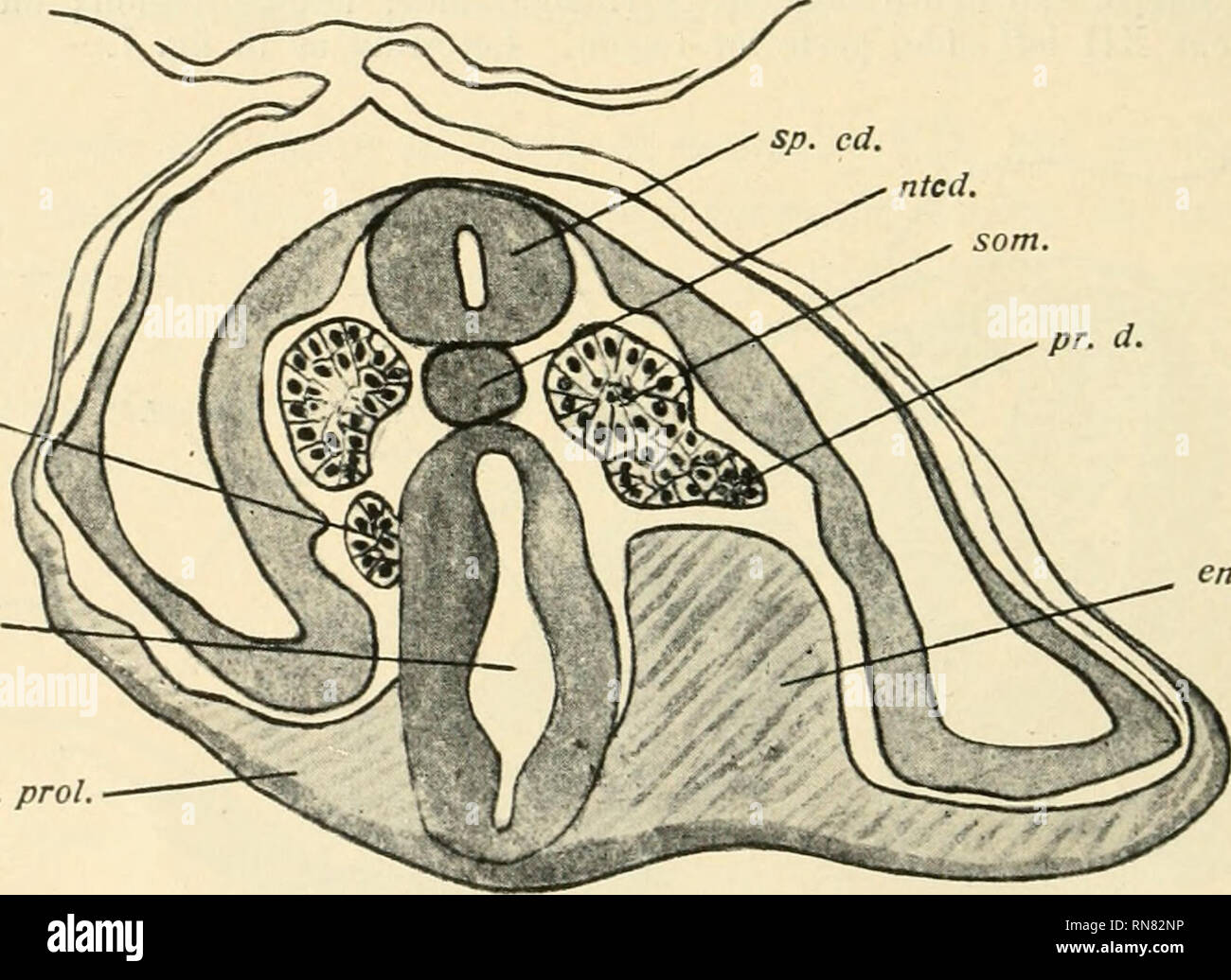 . Anatomischer Anzeiger. Anatomy, Comparative; Anatomy, Comparative ...