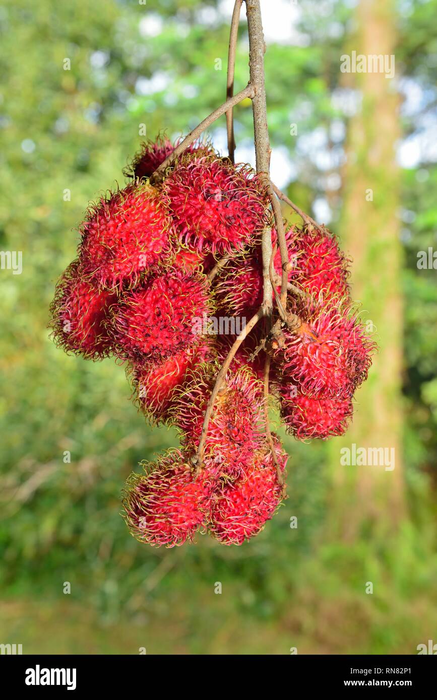 Closeup lychees hi-res stock photography and images - Alamy