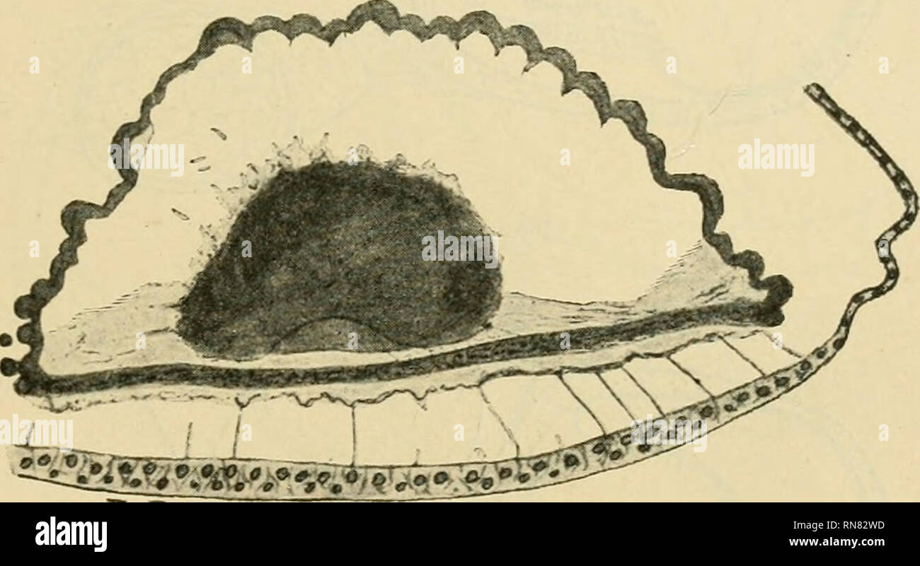 . Anatomischer Anzeiger. Anatomy, Comparative; Anatomy, Comparative ...