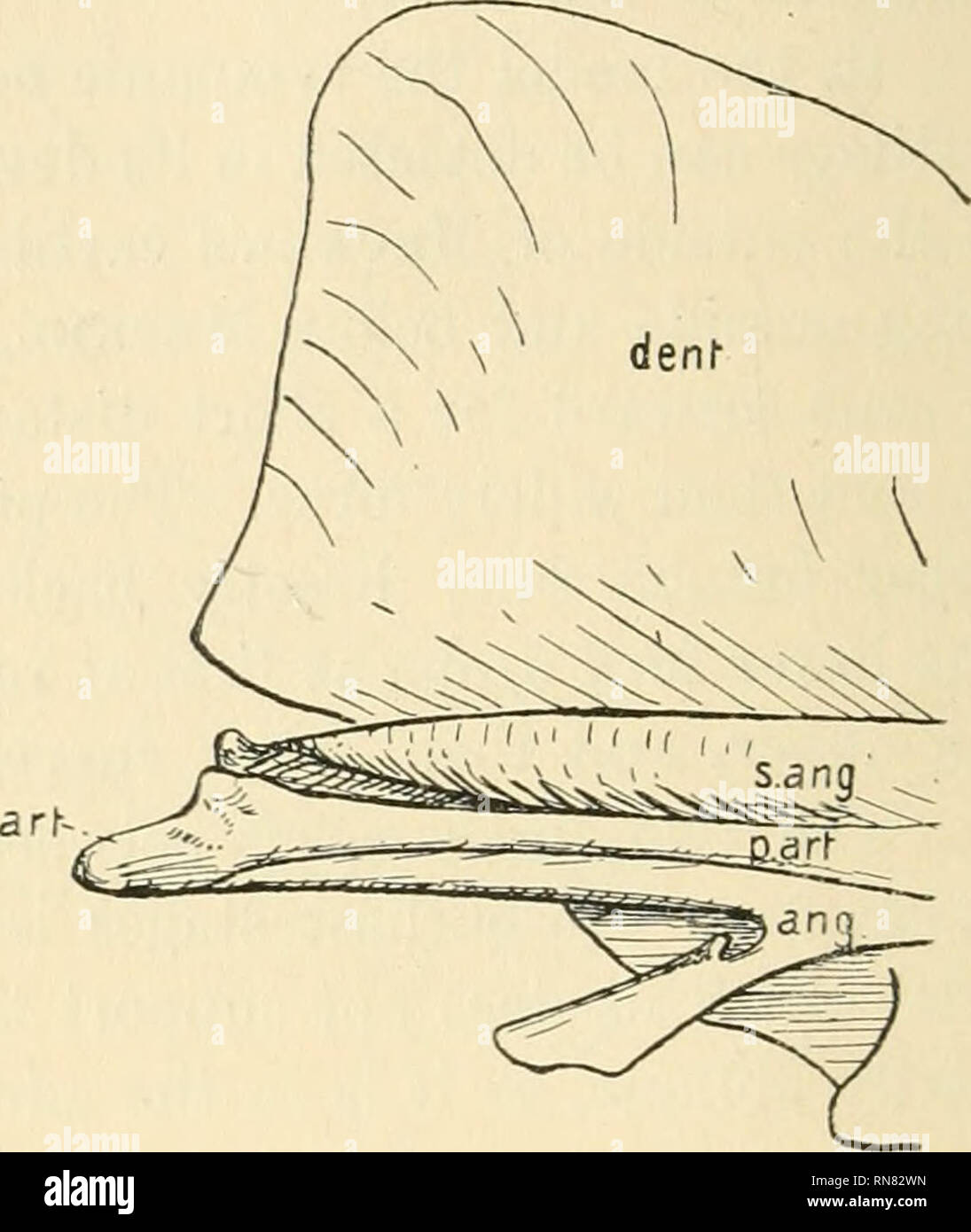 . Anatomischer Anzeiger. Anatomy, Comparative; Anatomy, Comparative ...