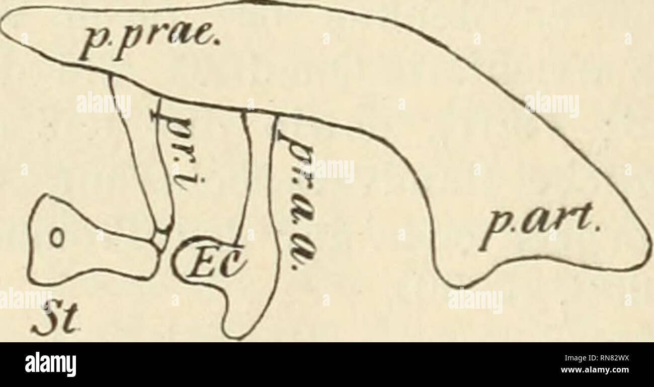 Discus articularis hi-res stock photography and images - Alamy