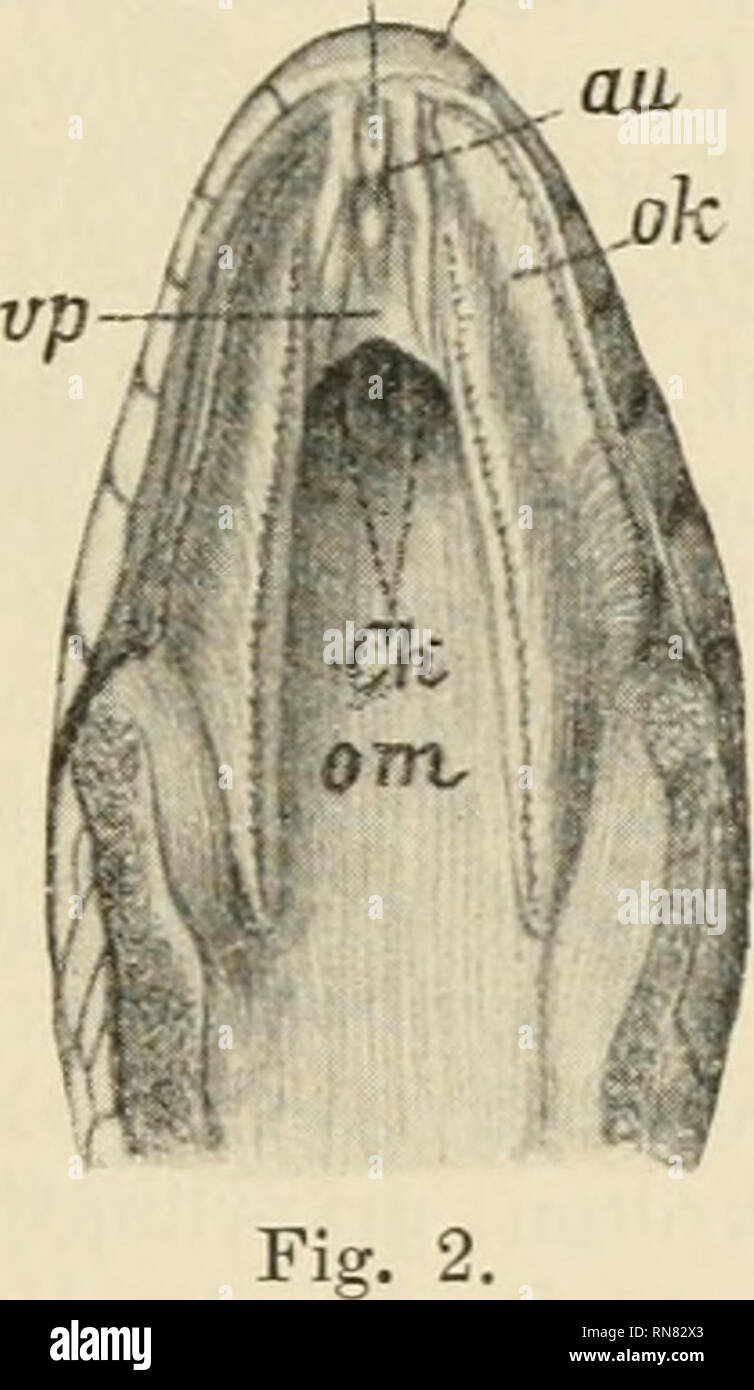 . Anatomischer Anzeiger. Anatomy, Comparative; Anatomy, Comparative ...