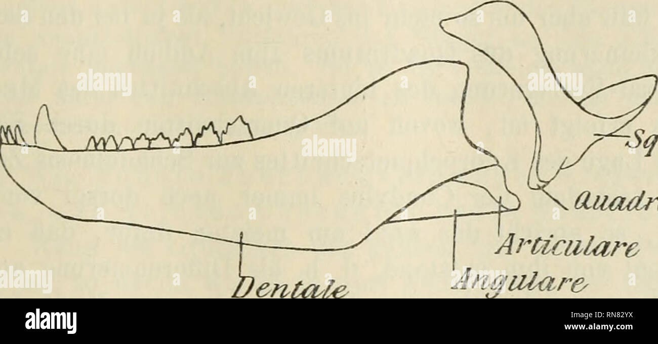 Lycosuchus hi-res stock photography and images - Alamy