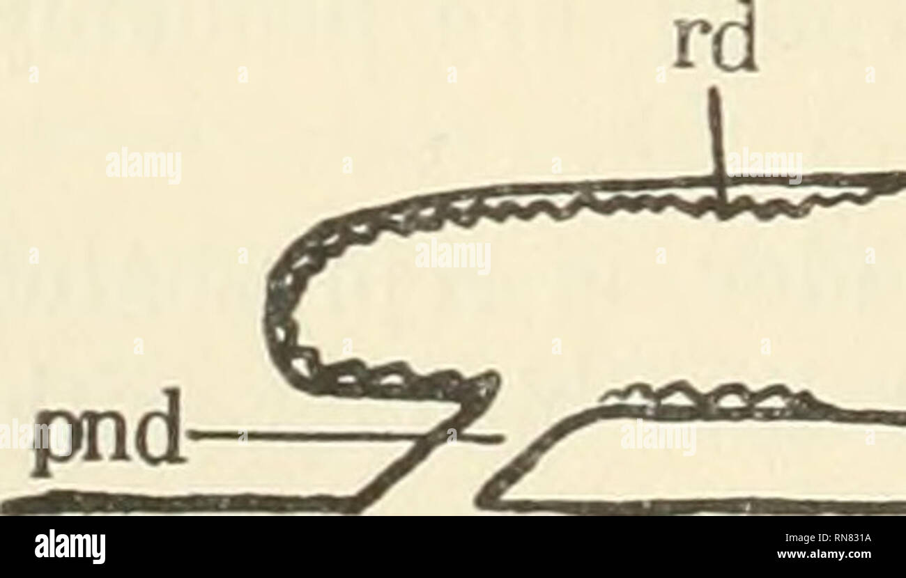 This diagram represents gland hi-res stock photography and images - Alamy