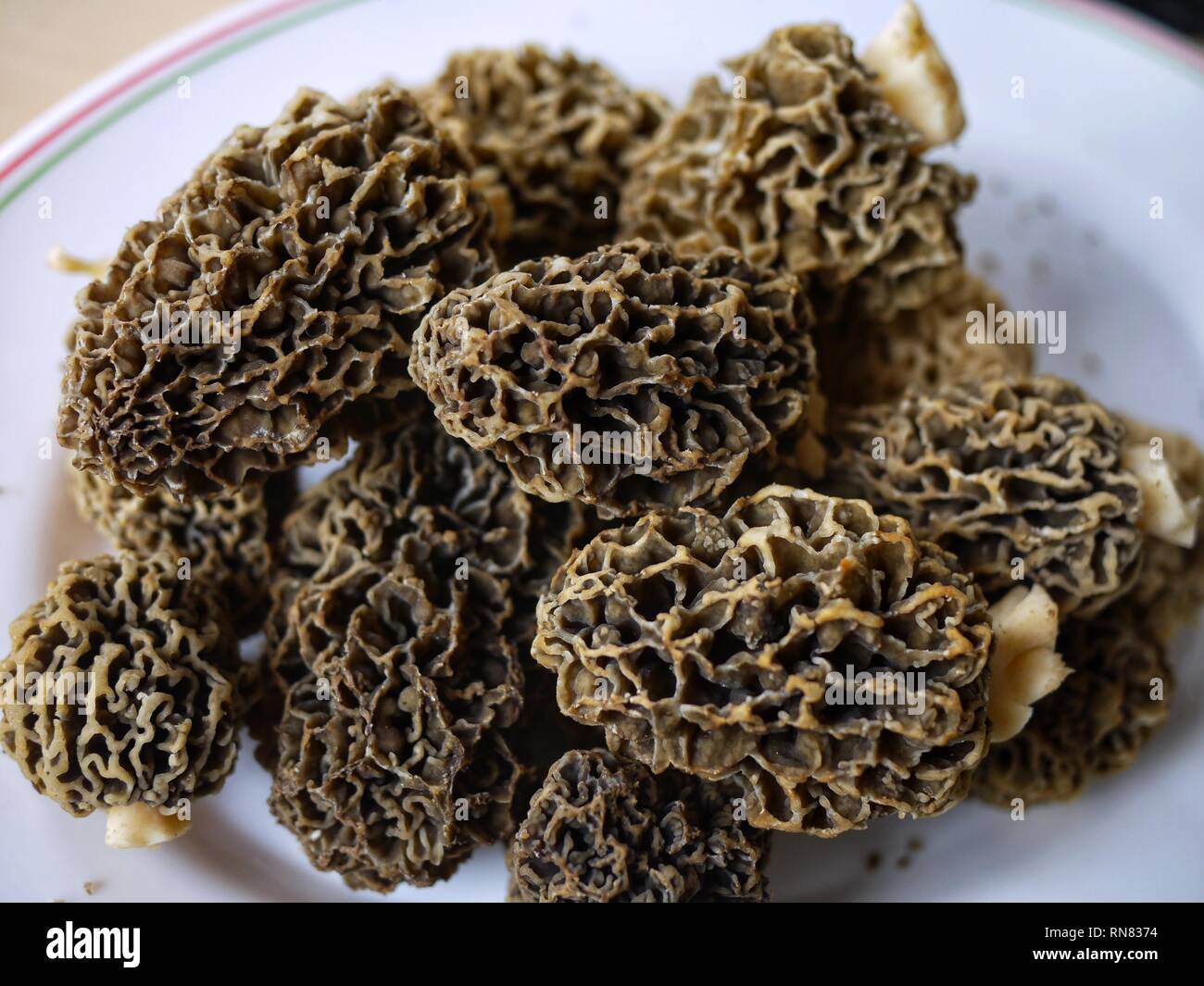 Fresh Morel mushrooms, Morchella esculenta, highly prized by chefs and ...