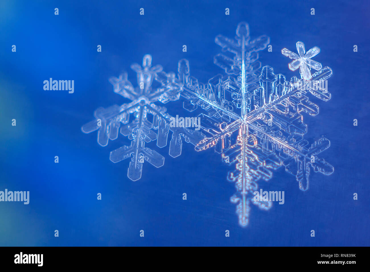 Pretty Real Snowflakes