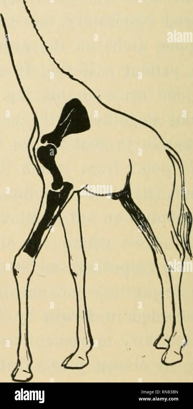 . Anatomischer Anzeiger. Anatomy, Comparative; Anatomy, Comparative ...