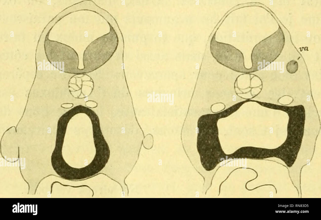 Vescicole hi-res stock photography and images - Alamy