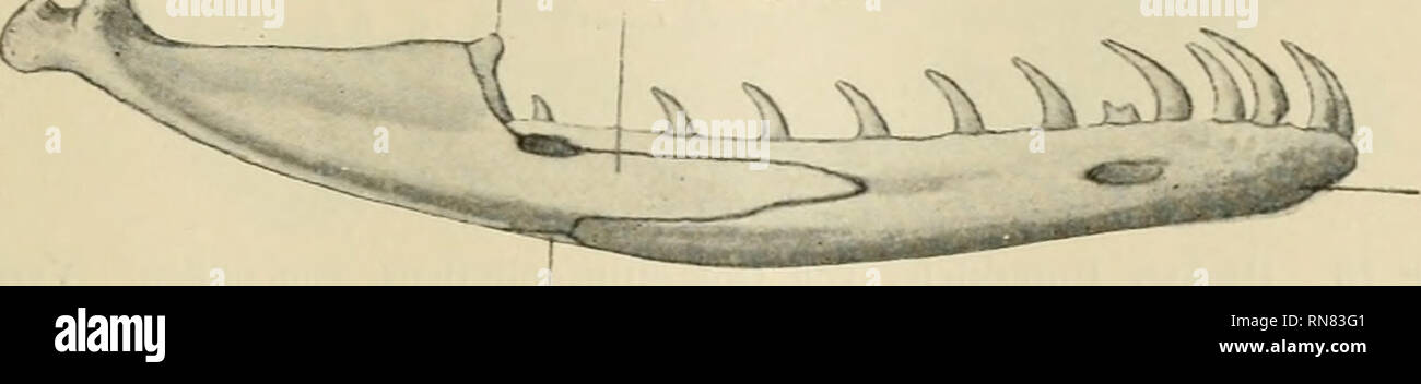 Python tigris hi-res stock photography and images - Alamy