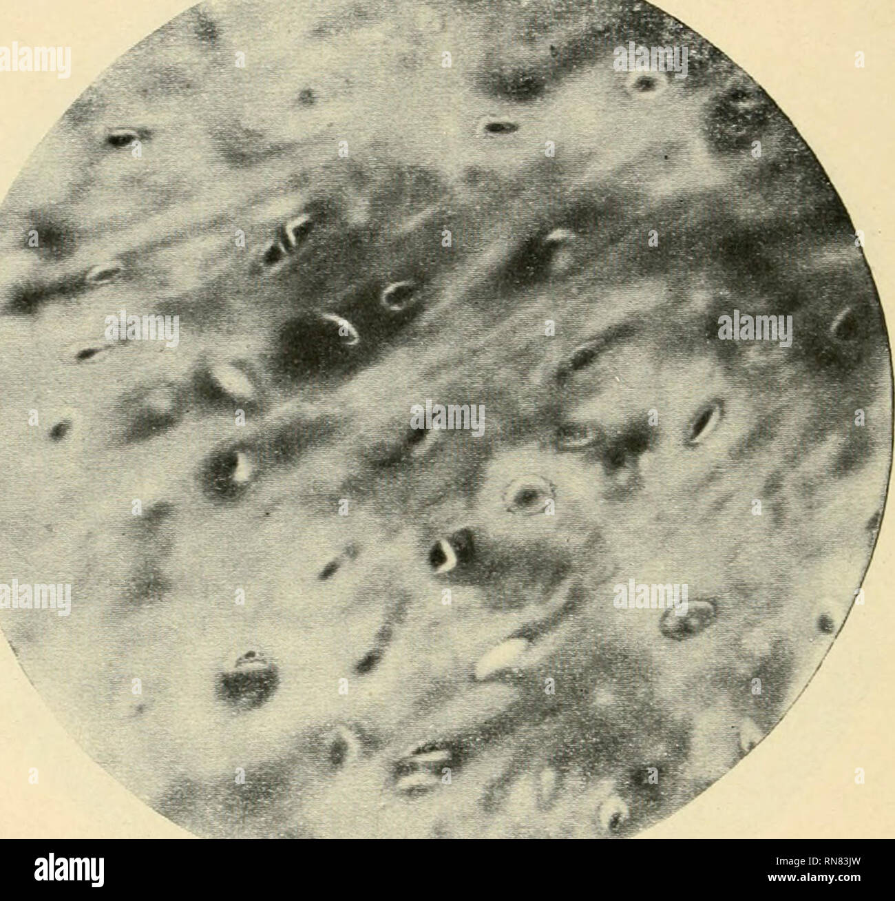 Struktur des knorpels hi-res stock photography and images - Alamy