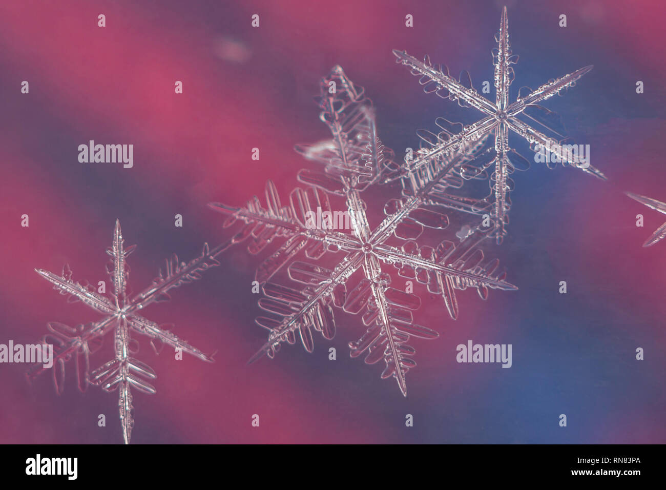 Three snow flakes on red and blue background macro image Stock Photo ...