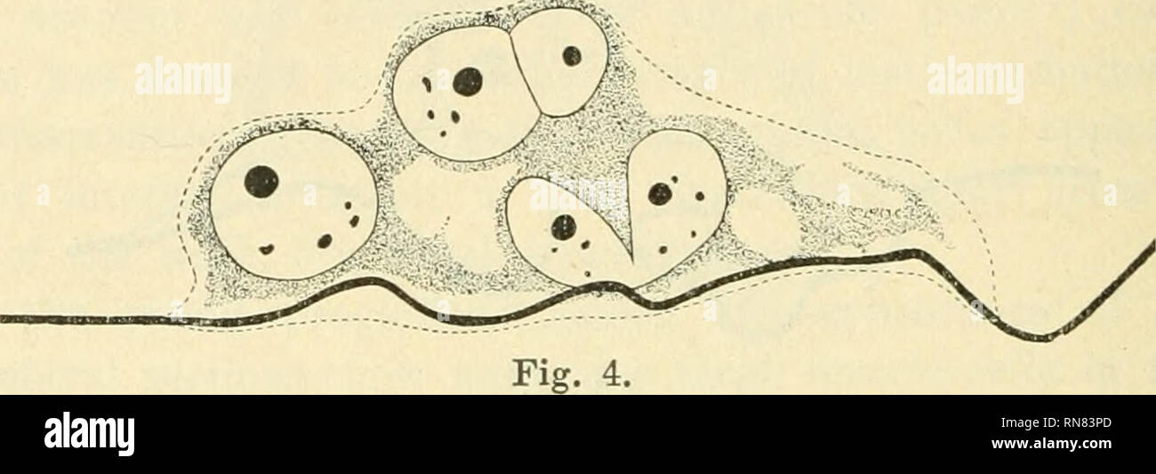 Amitosis hi-res stock photography and images - Alamy