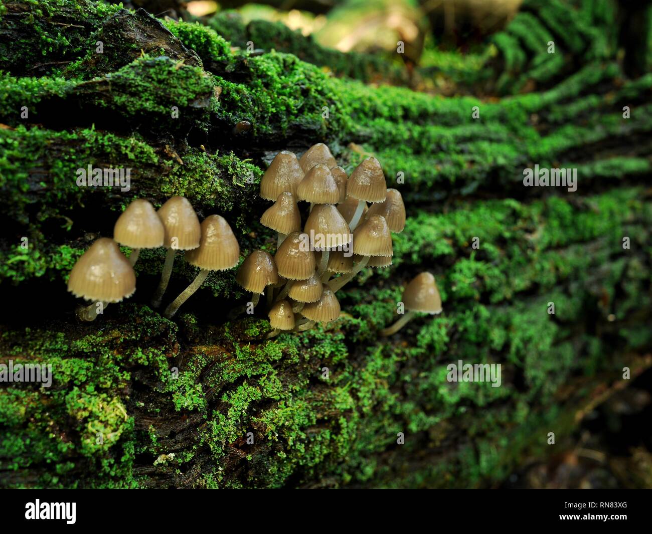 Rainforest fungi fungus log hi-res stock photography and images - Alamy