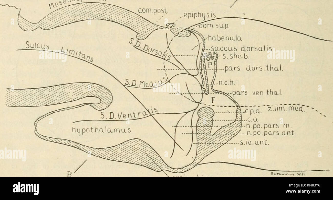 . Anatomischer Anzeiger. Anatomy, Comparative; Anatomy, Comparative ...