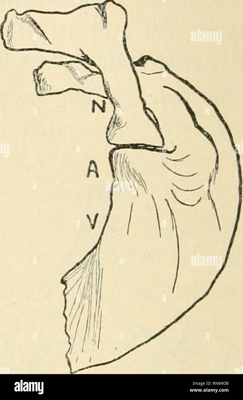 . Anatomischer Anzeiger. Anatomy, Comparative; Anatomy, Comparative ...