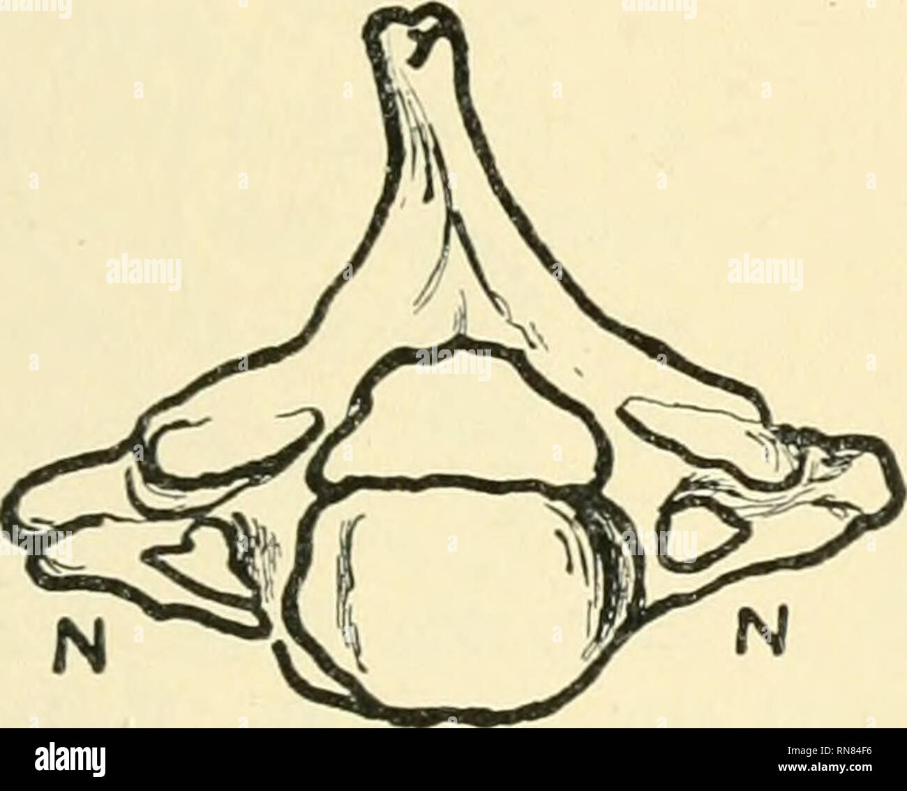 . Anatomischer Anzeiger. Anatomy, Comparative; Anatomy, Comparative ...