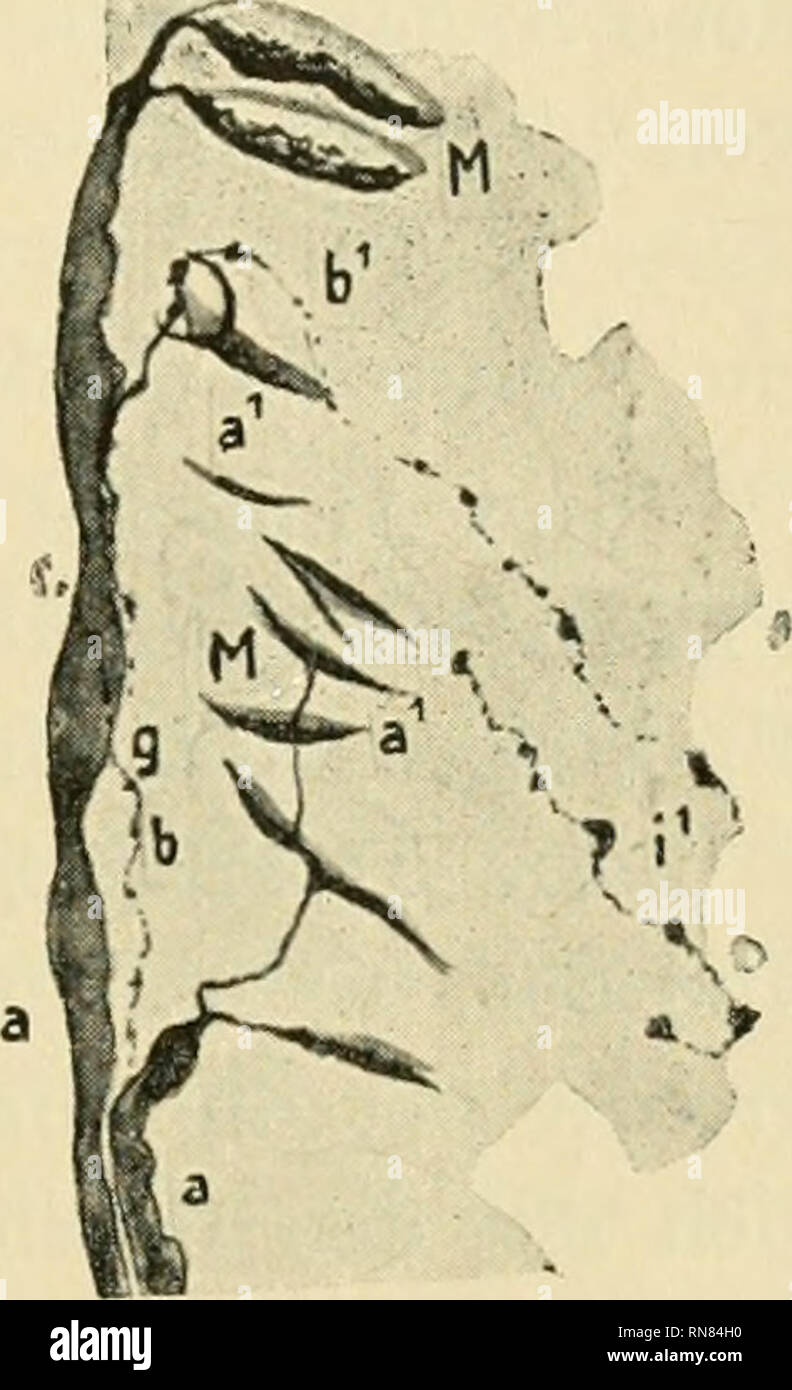 . Anatomischer Anzeiger. Anatomy, Comparative; Anatomy, Comparative ...