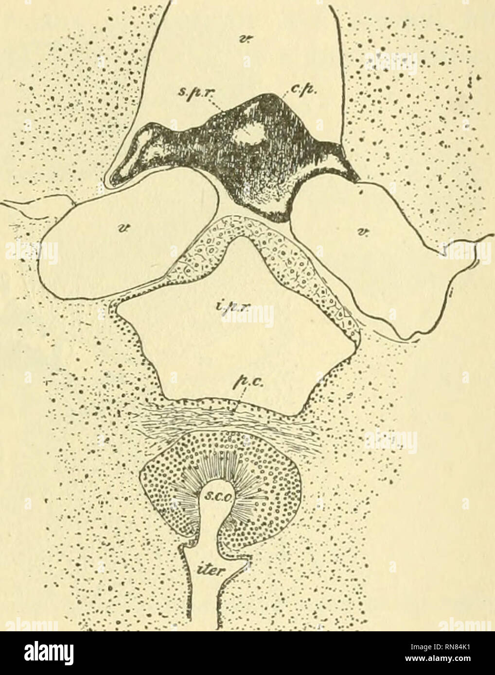 . Anatomischer Anzeiger. Anatomy, Comparative; Anatomy, Comparative ...