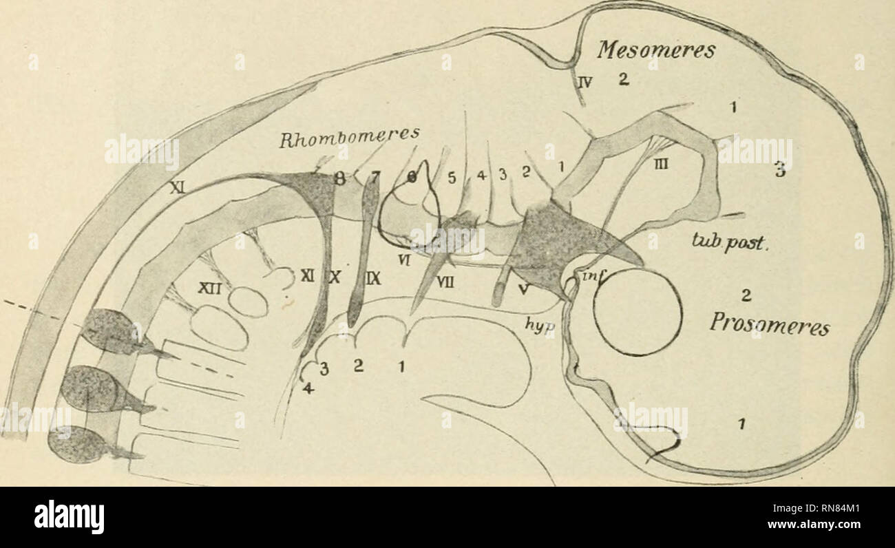. Anatomischer Anzeiger. Anatomy, Comparative; Anatomy, Comparative ...