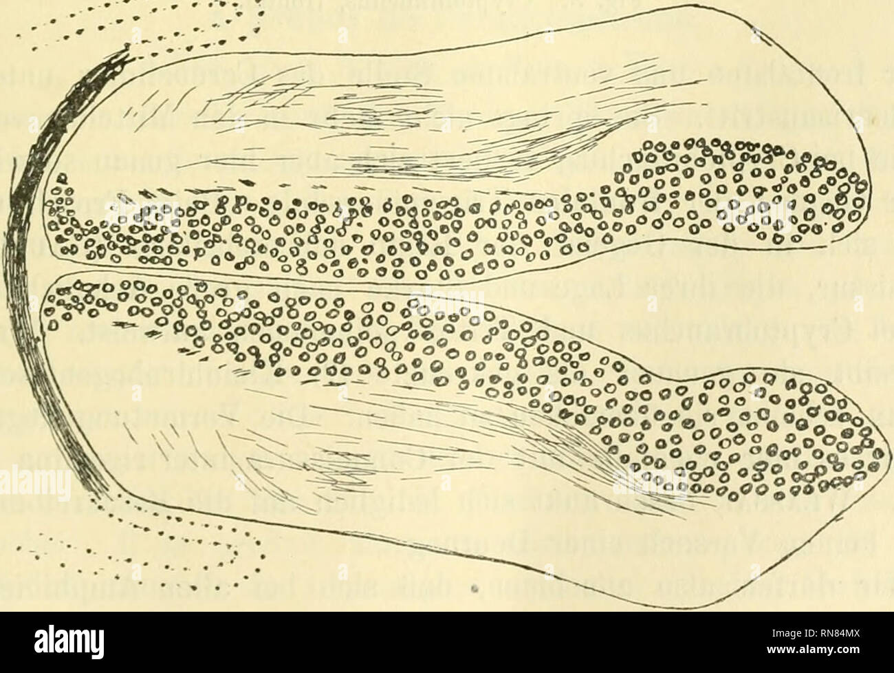 . Anatomischer Anzeiger. Anatomy, Comparative; Anatomy, Comparative ...
