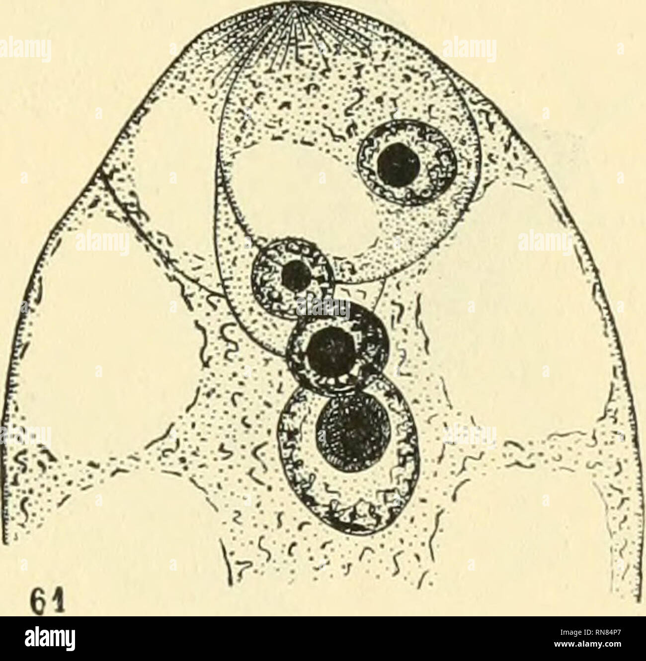 . Anatomischer Anzeiger. Anatomy, Comparative; Anatomy, Comparative ...