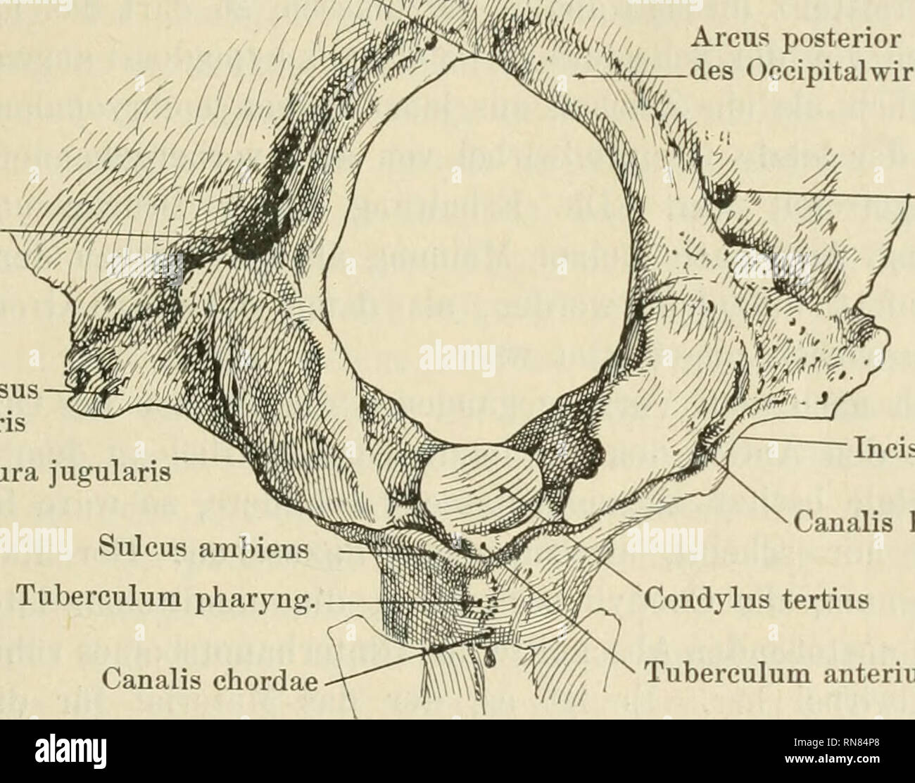 Incisura Jugularis