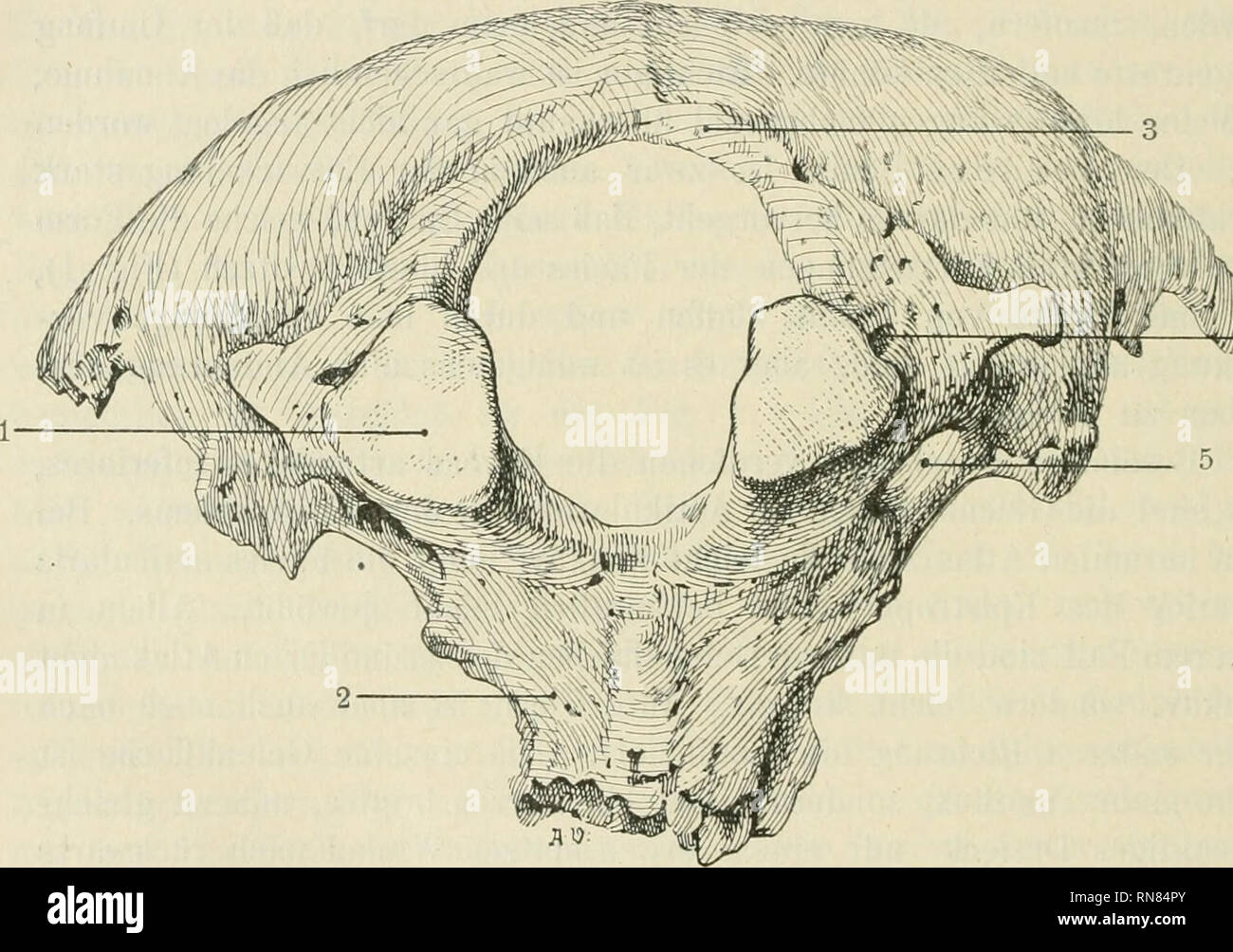 . Anatomischer Anzeiger. Anatomy, Comparative; Anatomy, Comparative ...