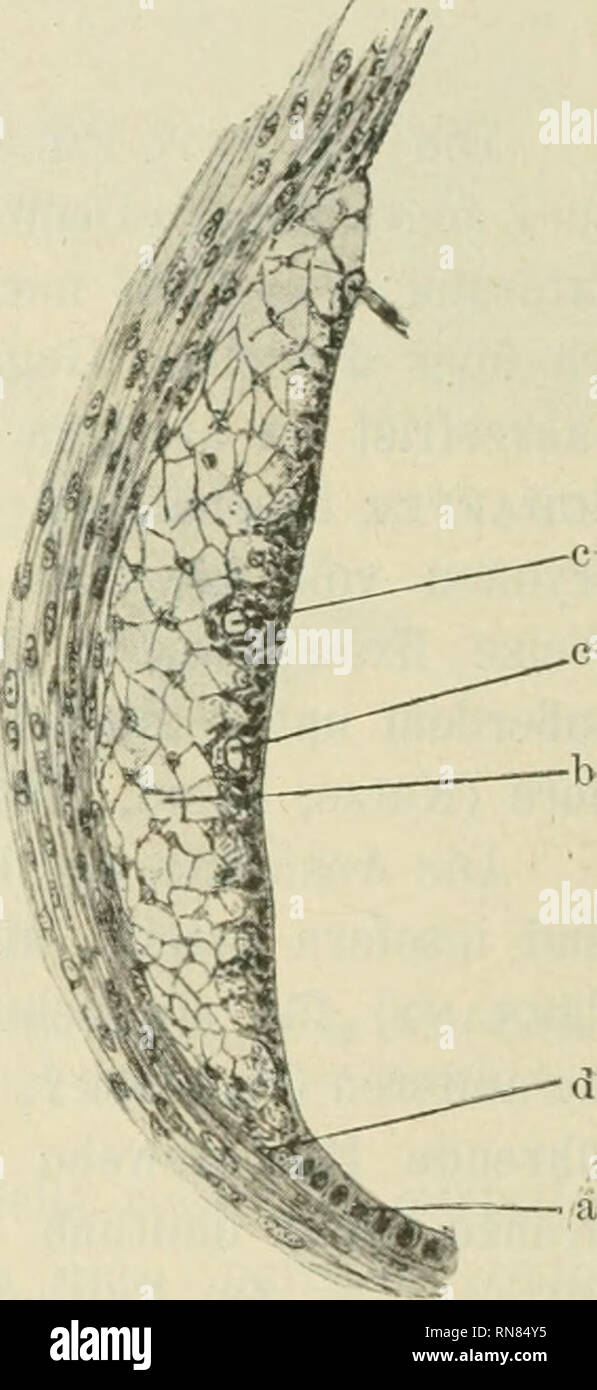 Stria vascularis hi-res stock photography and images - Alamy